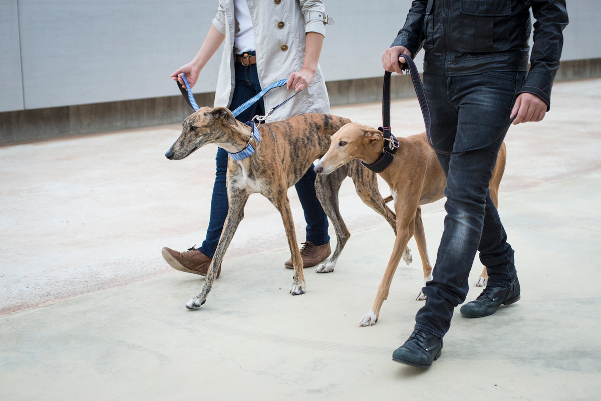 Greyhound Day: a story of adoption and bonding | BLOG Brott Barcelona