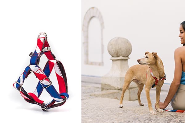 ᐅ The dog harness you were waiting for is from Brott | BLOG Brott Barcelona