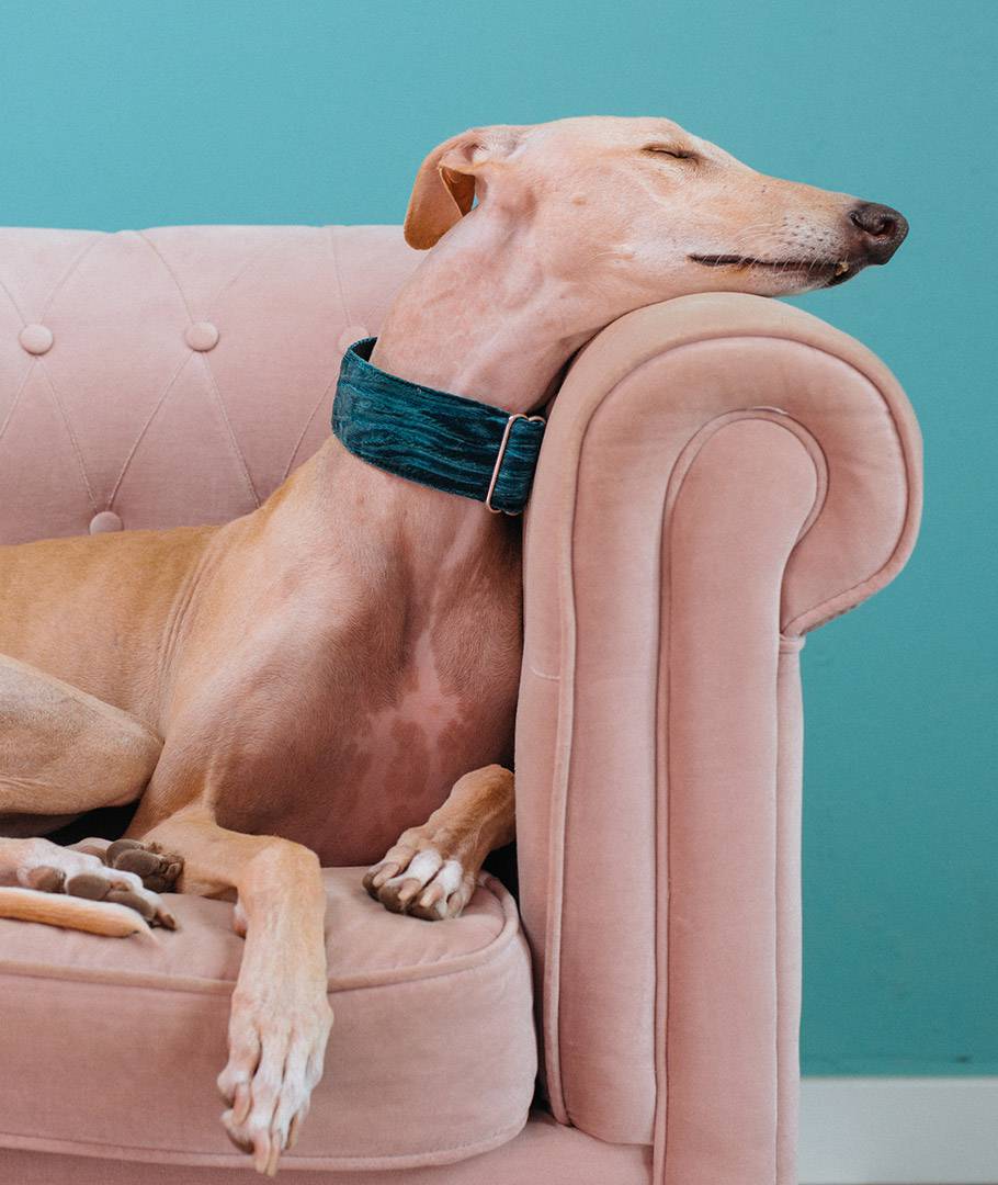 ᐅ Correa para perro VERDU | Correa para perro | Brott Barcelona