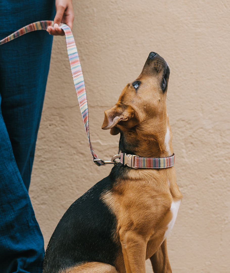 ᐅ Llavaneres dog collar | Dog collars | Brott Barcelona